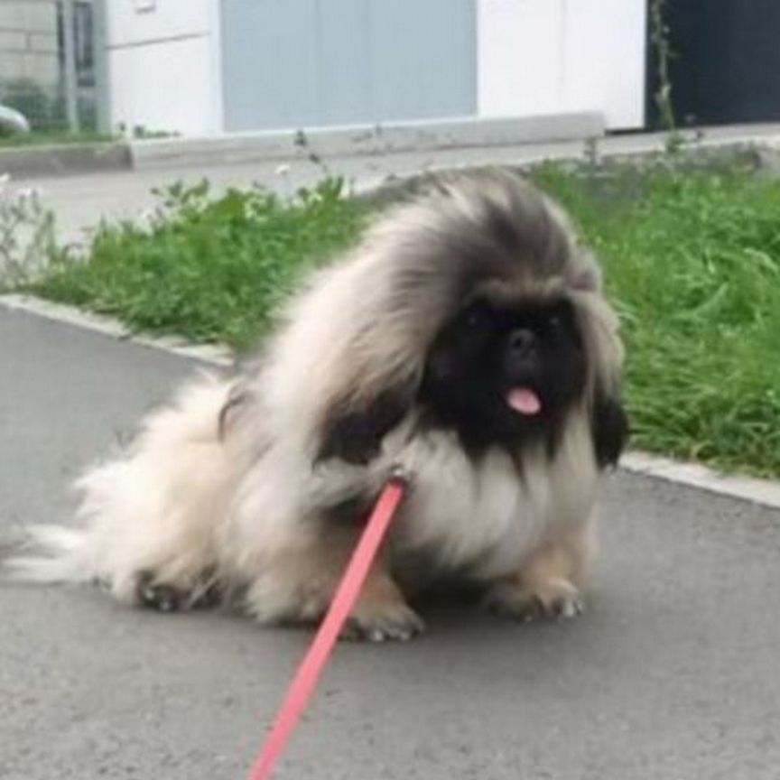 Мальчишка пекинес