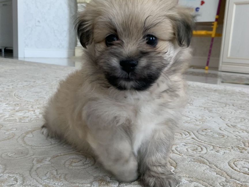 Щенок Лхасапин