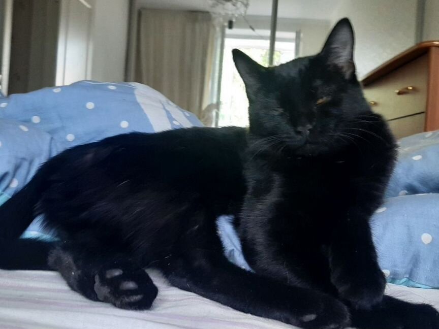 Кошечка черная