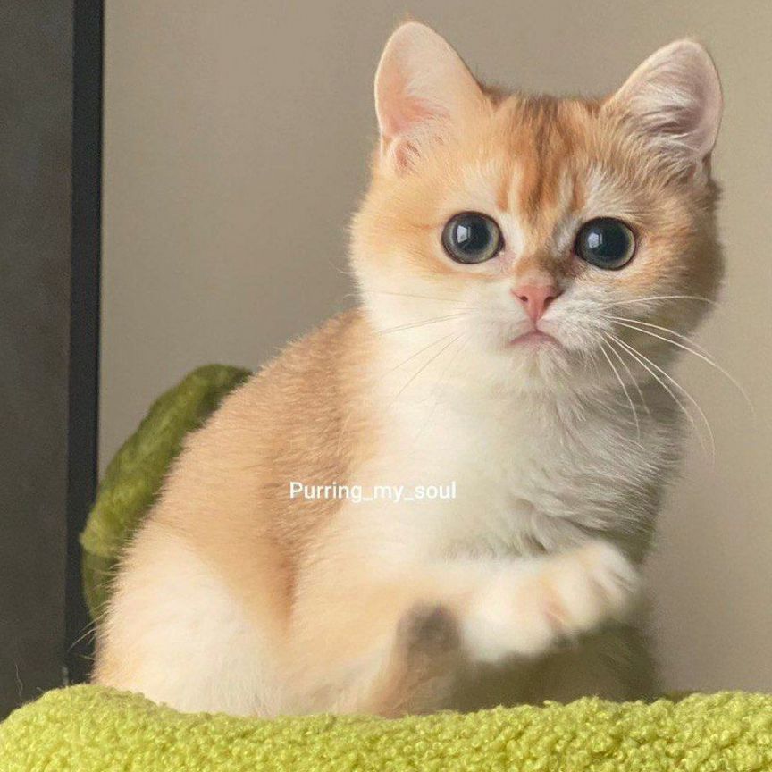 Британский короткошёрстный котёнок