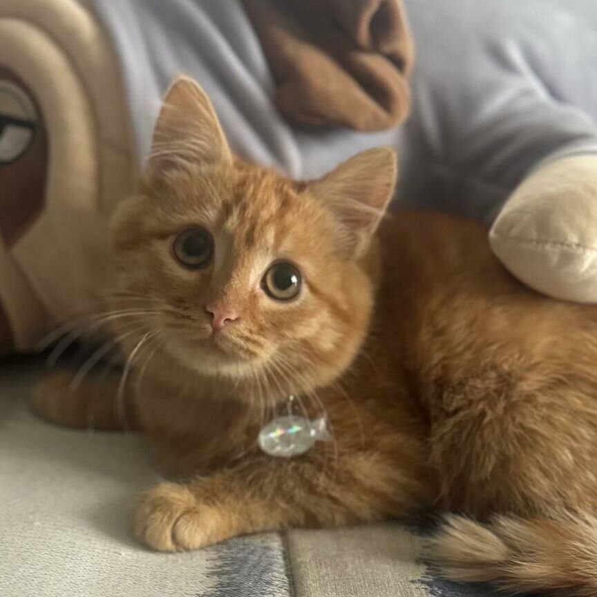 Рыжие котята мальчики 2.5 мес