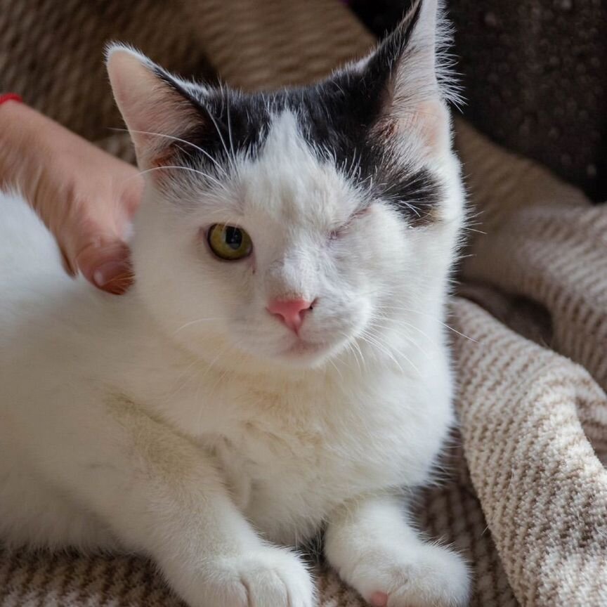 Молоденький котик ищет семью