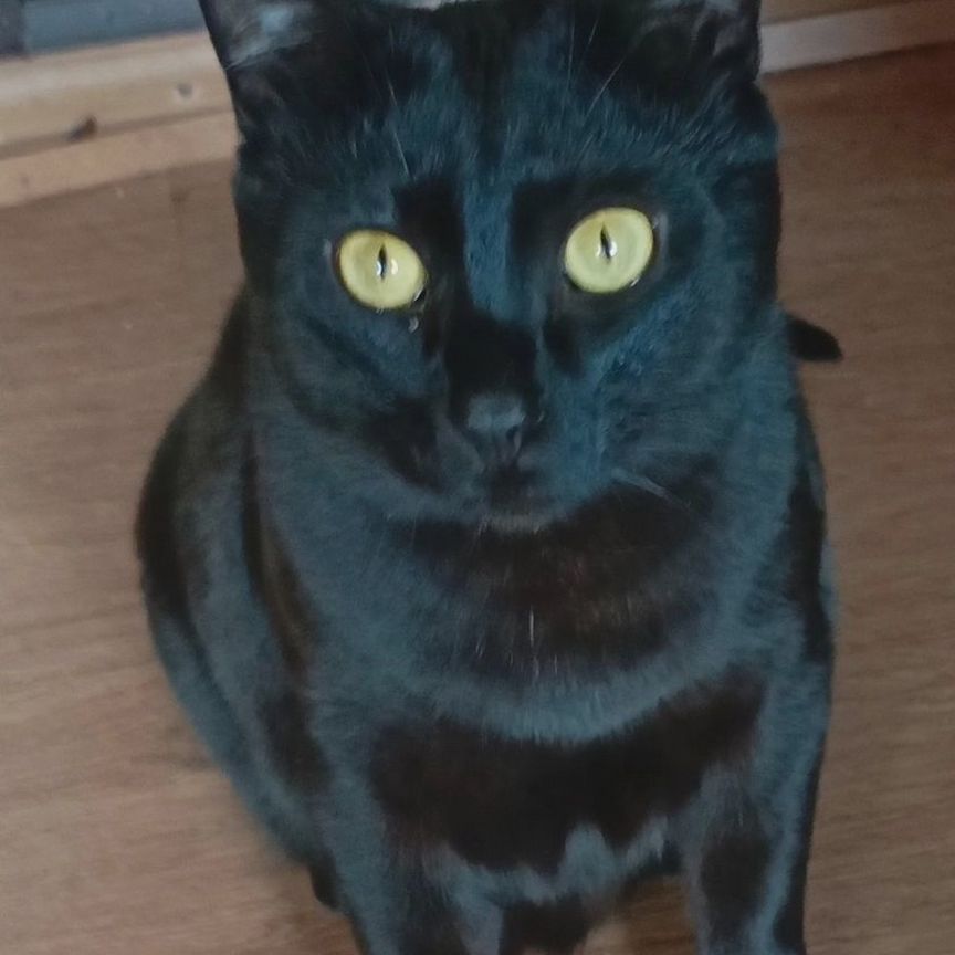 Уголечек по имени Бакс ищет пап и мам