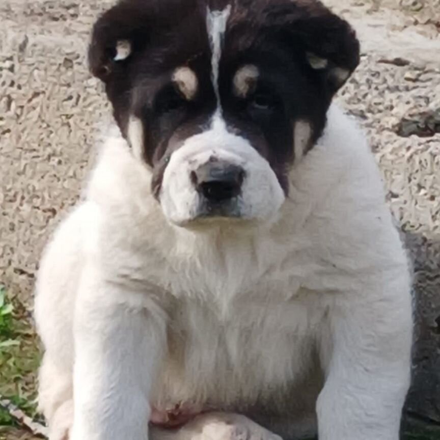 Щенки алабая от лучших производителей