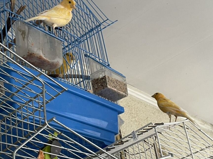 Кенары и канарейки