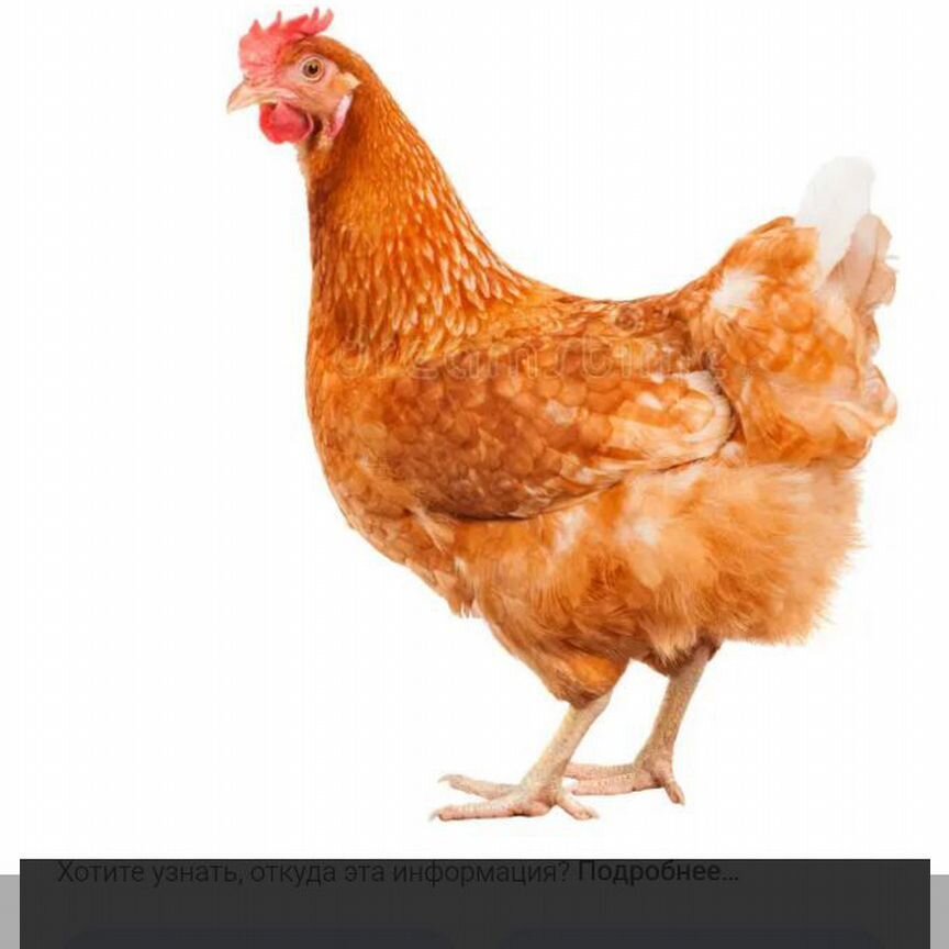 Несушки на бульон