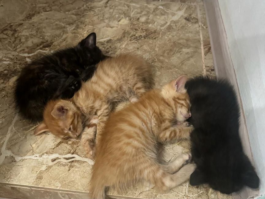 Котята отдам бесплатно