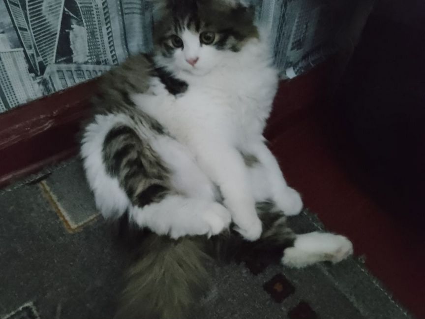 Кошка