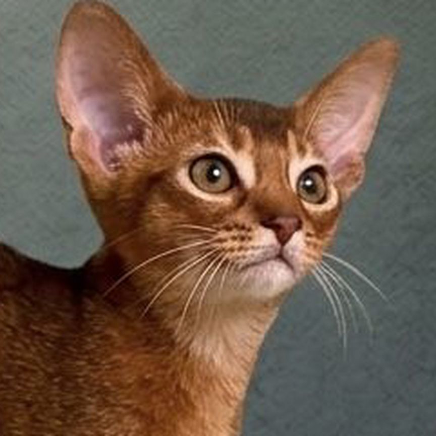Абиссинский котёнок