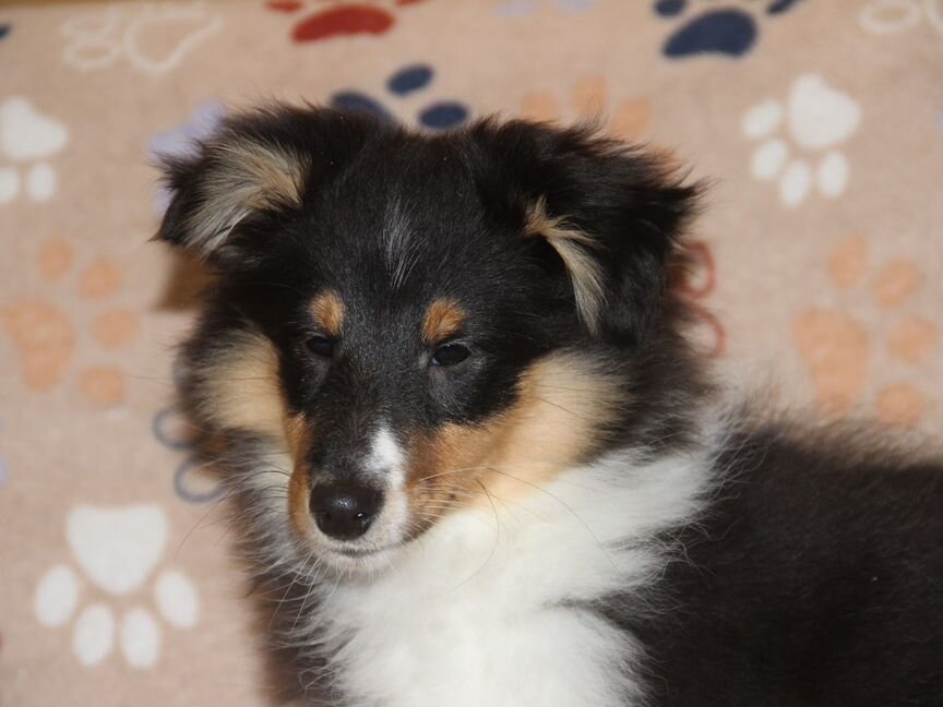 Щенки Шелти