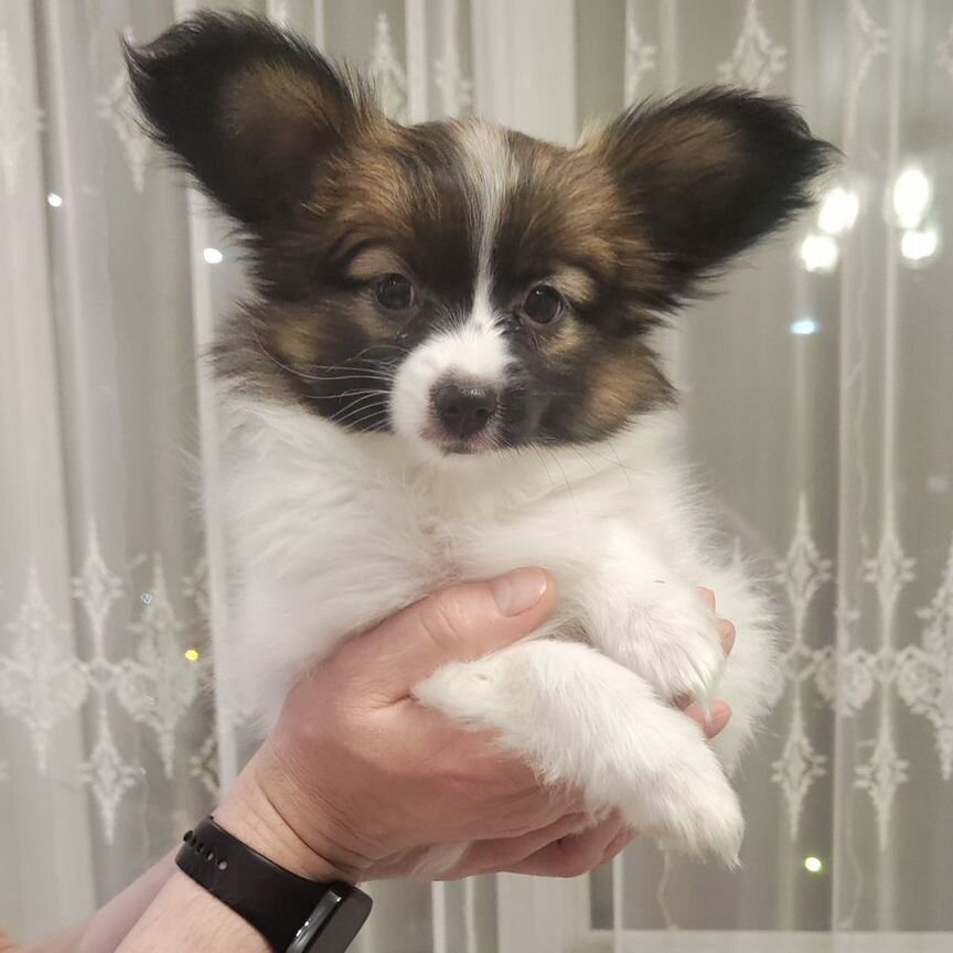 Щенок папийона мальчик