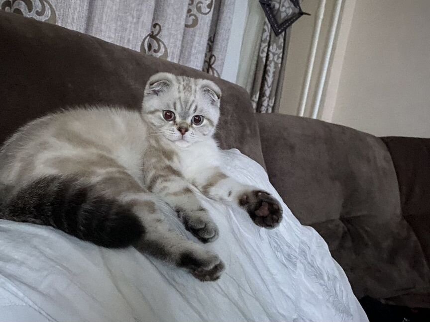 Шотланский вислоухий кот