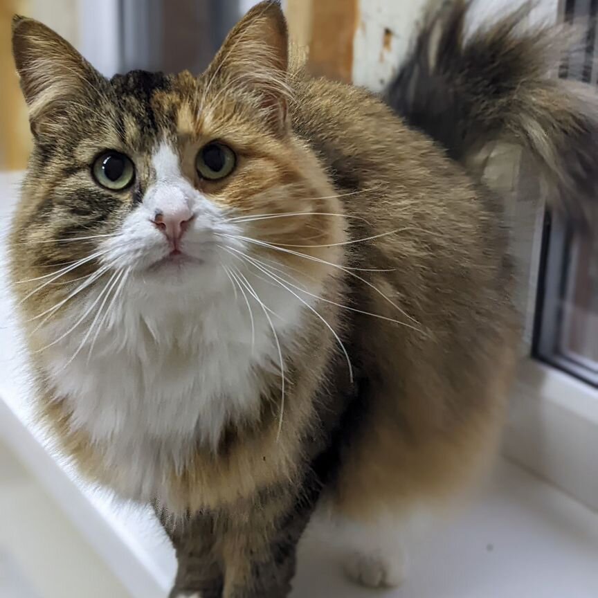 Изабель ищет дом