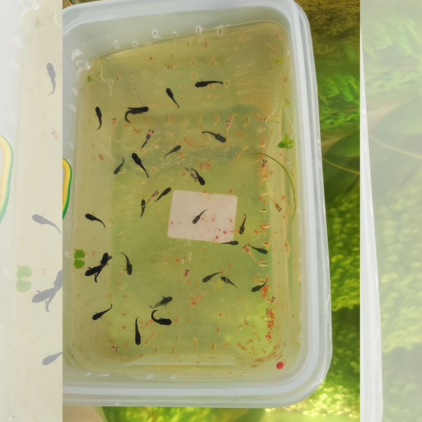 Мальки чёрной молинезии