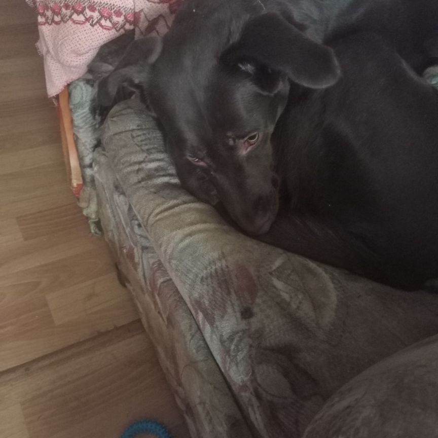 Собака в добрые руки