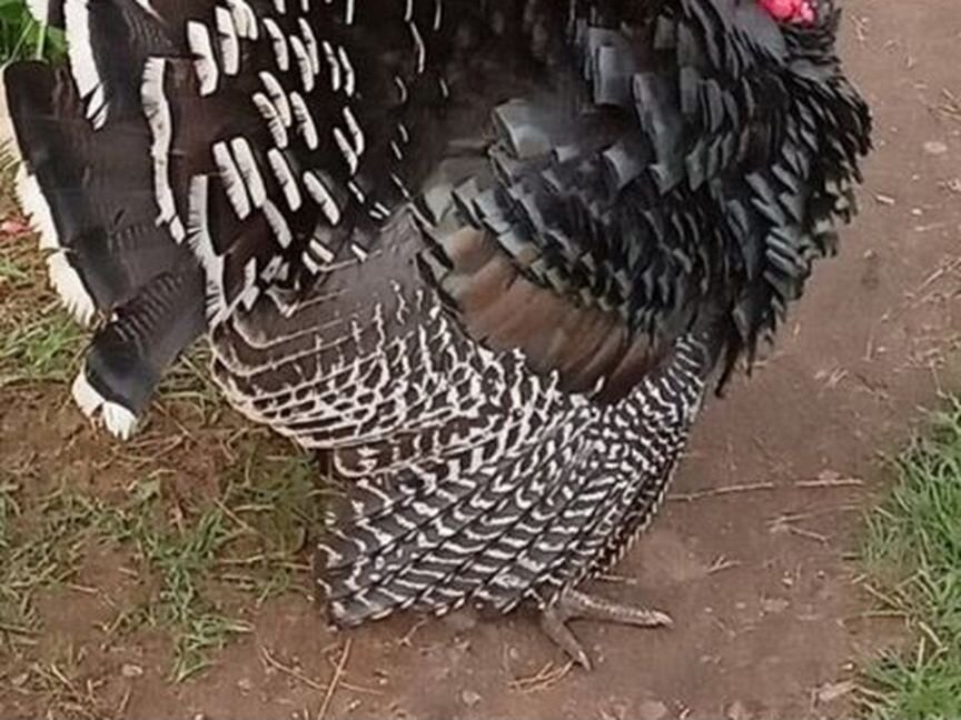 Семья индейки