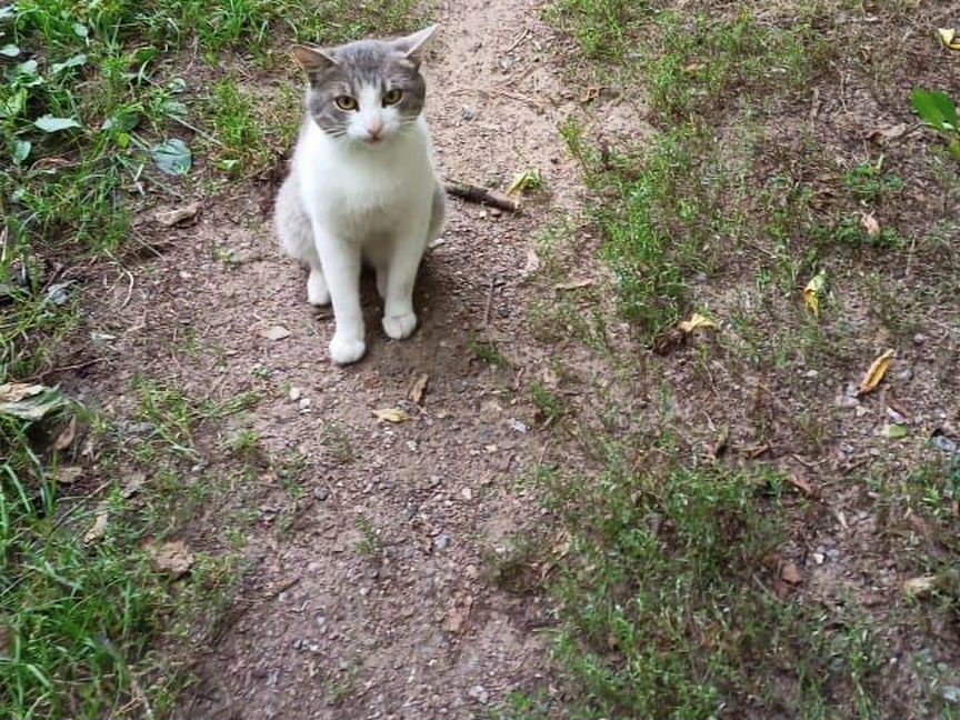 Котик Антошка