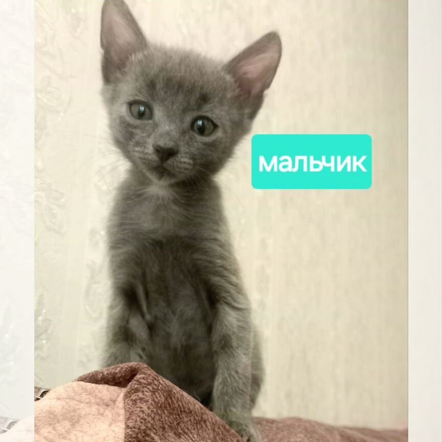 Отдам котят в добрые руки