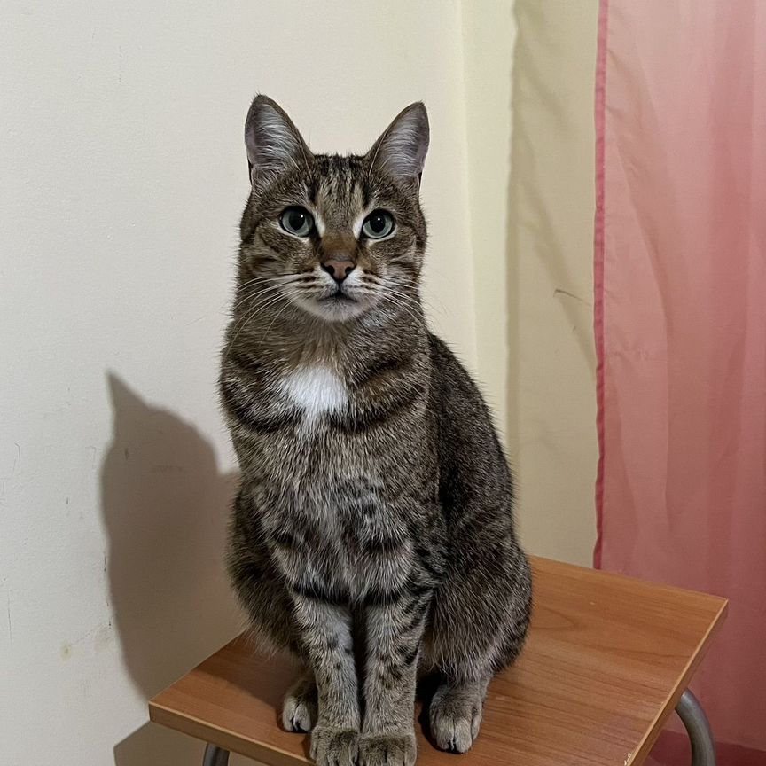 Кот в добрые руки