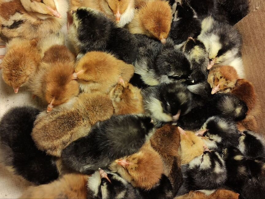 Куры несушки продам