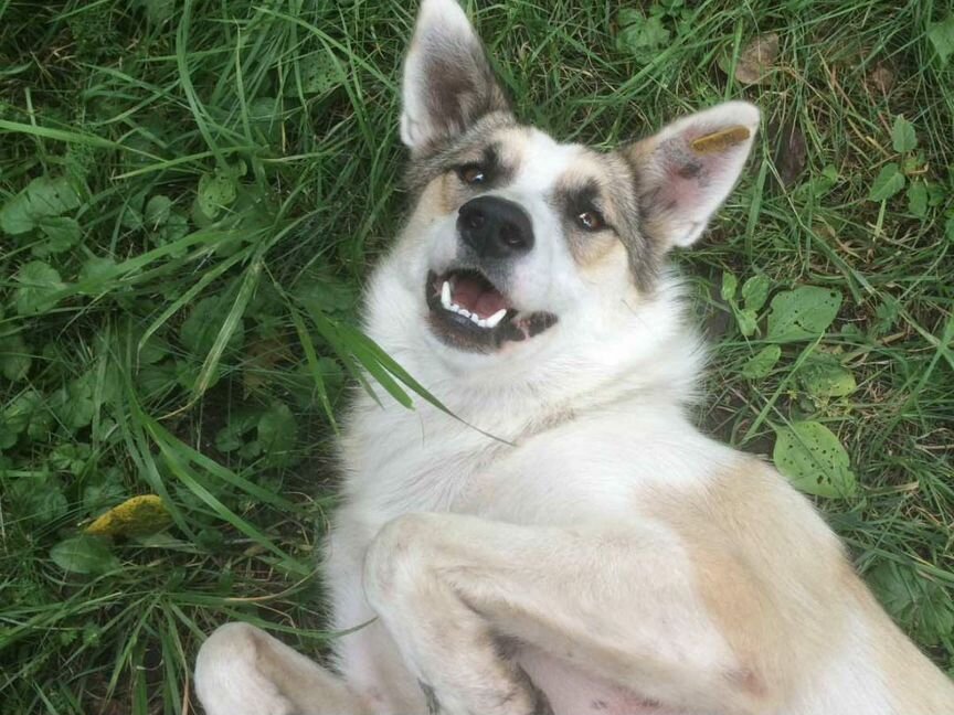 Собака в добрые руки