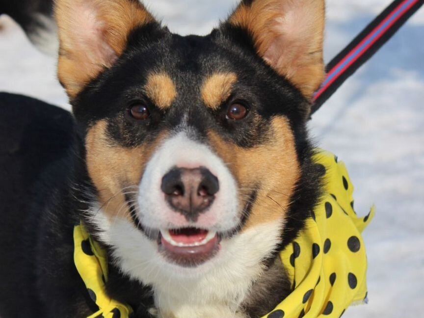 Щенок Фиалка из приюта ищет любящих родителей