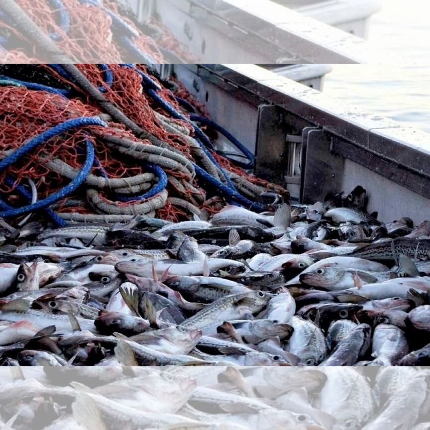 Мурманская рыбная мука (судовая) Протеин 68% . ГОС