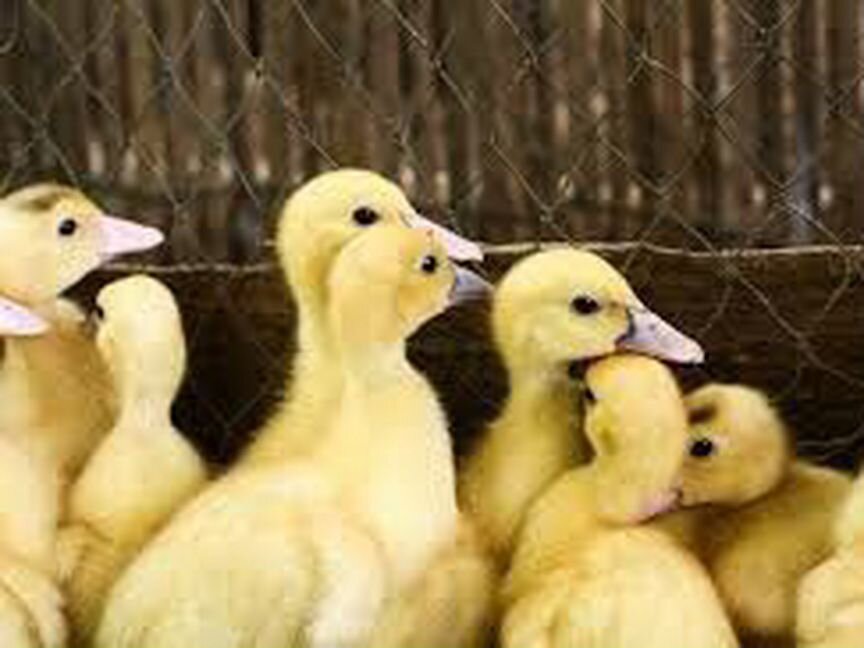 Утка бройлерная