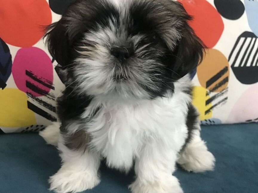 Милая девочка шит цу