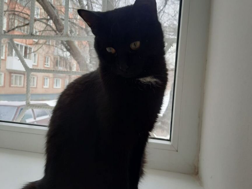 Кошка в дар