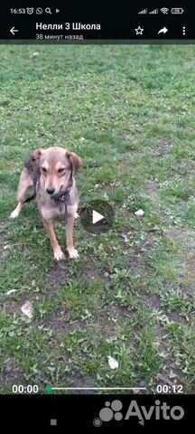 Мила девочка 8 мес стерилизована небольшая