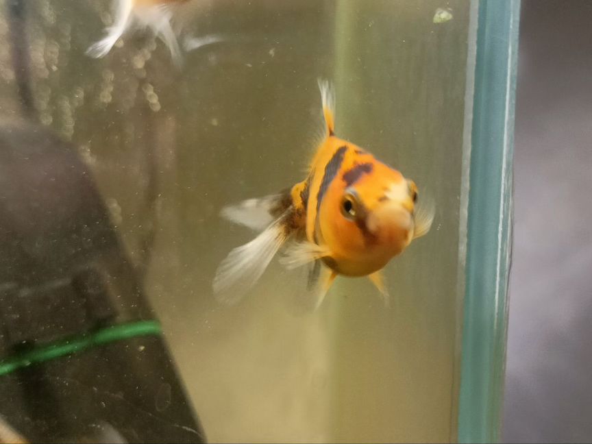 Золотая рыбка