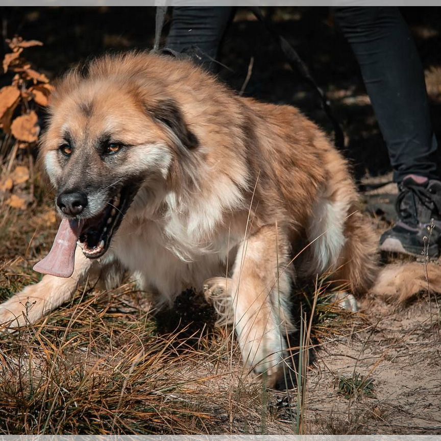 Пастух, преданный человеку