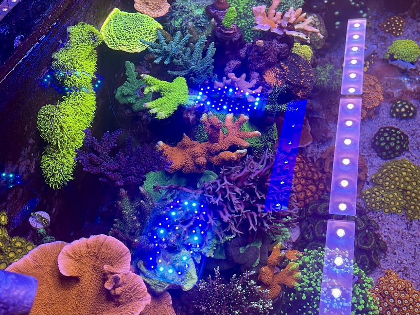 Кораллы морской аквариум,отправ.в регионы,канал тг