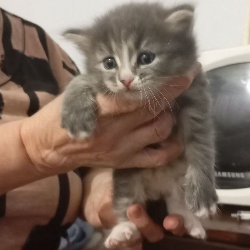 Котенок бесплатно