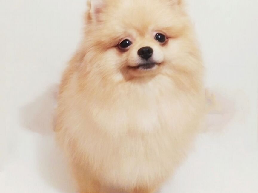 Померанский шпиц щенки - медвежатки