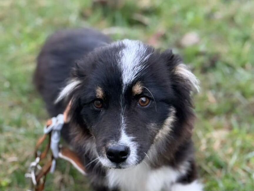 Небольшой молоденький пёсик в добрые руки