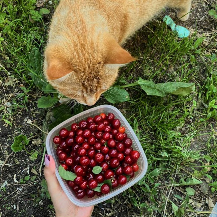 Взрослый кот в добрые руки