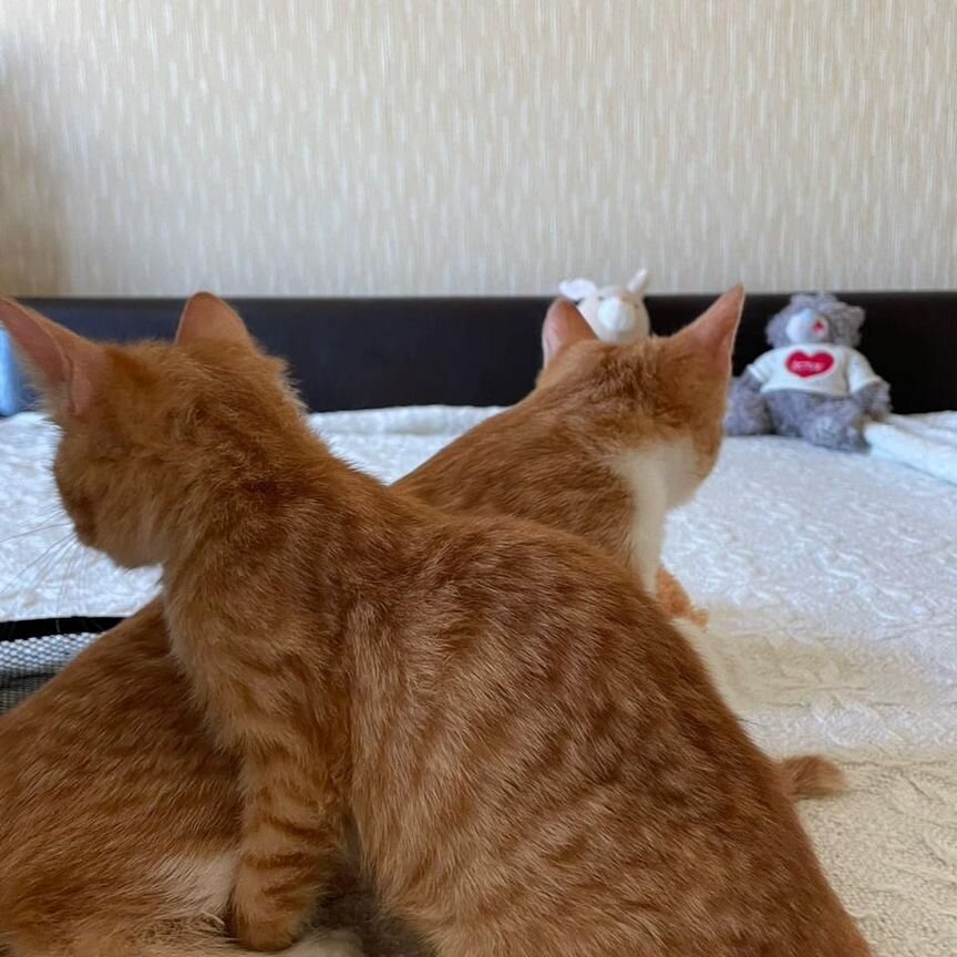 Котята слепыши в добрые руки