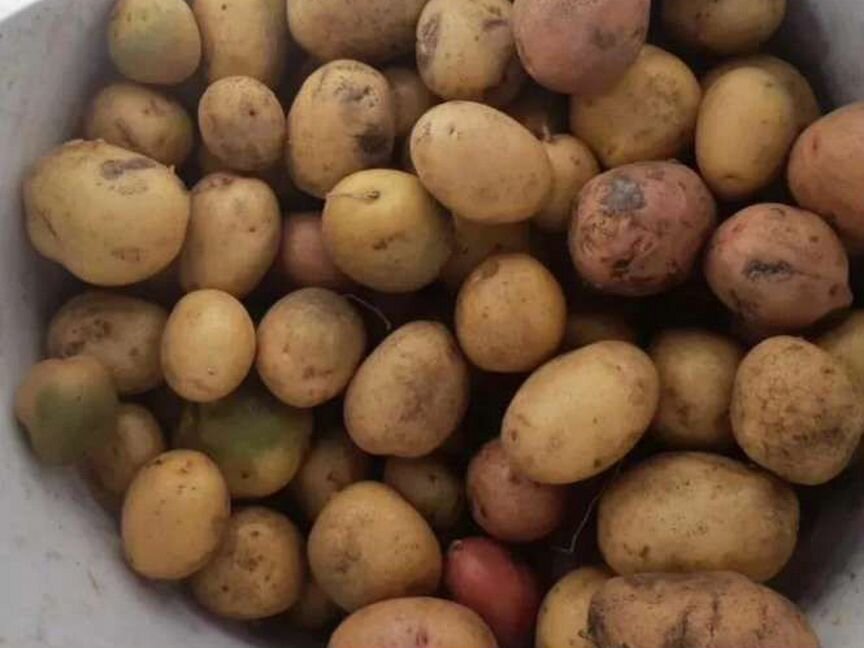 Картофель мелкий