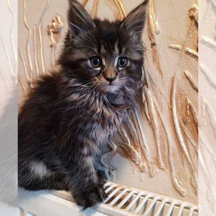 Мейн-кун котёнок