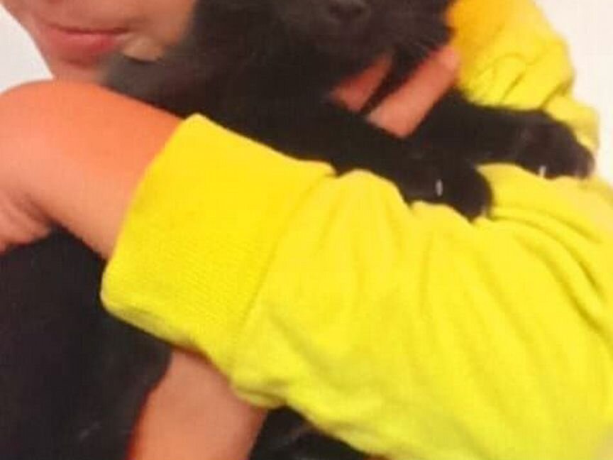 Черный котенок в добрые руки