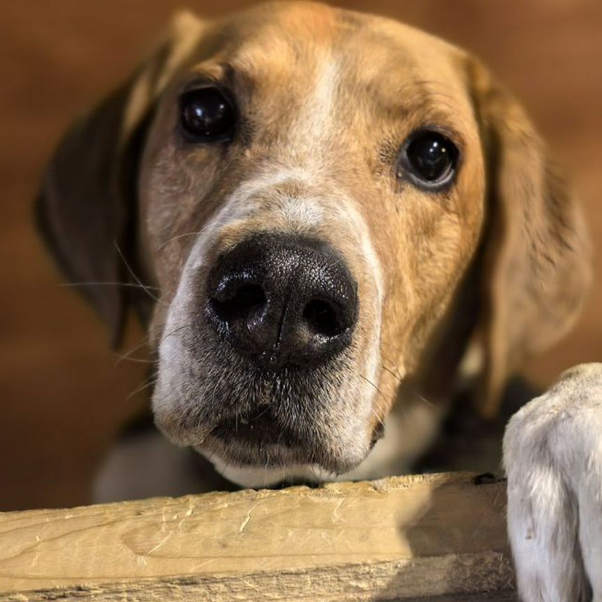 Русская пегая гончая, взрослый пёс