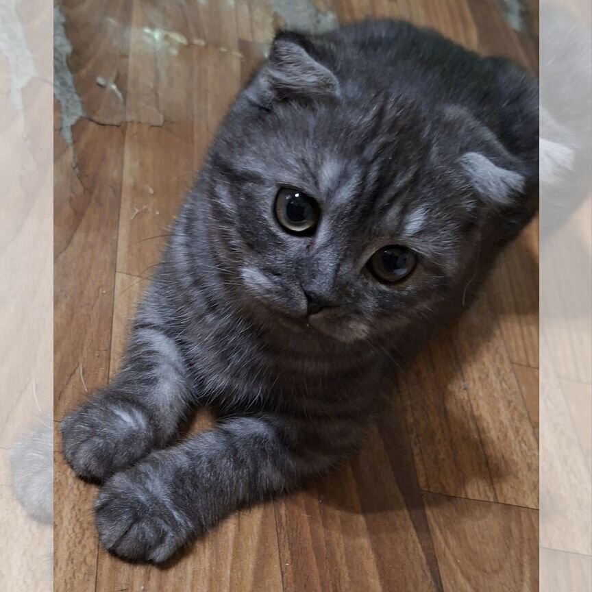 Шотландский вислоухий короткошёрстный котёнок