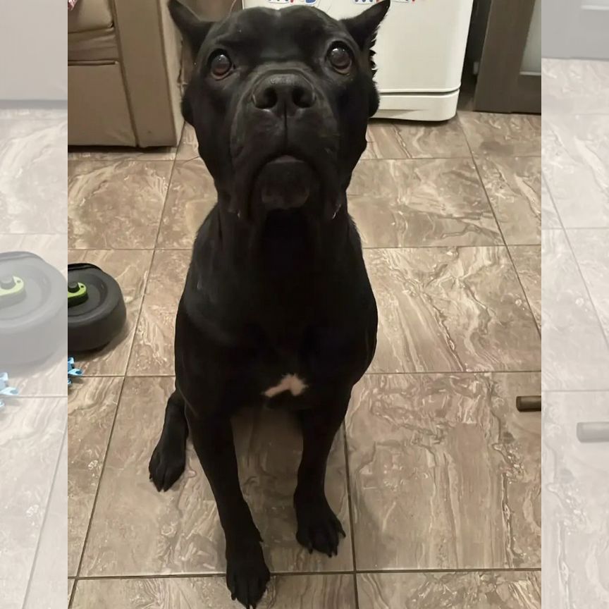 Кане-корсо, взрослая собака