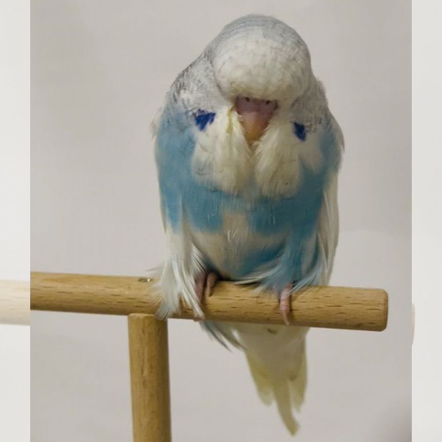 Выставочные волнистые попугаи. Чехи