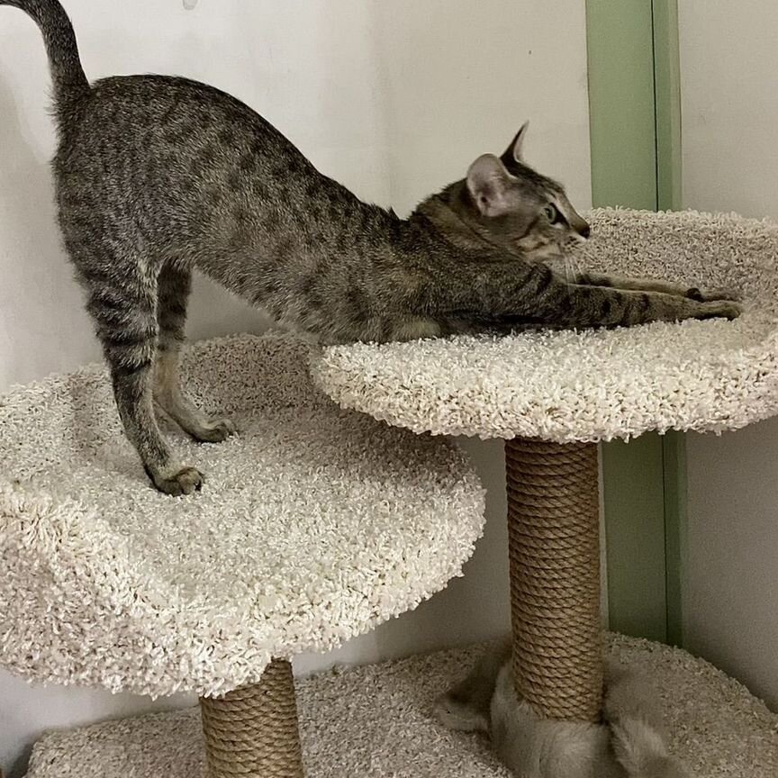 Саванна, взрослая кошка