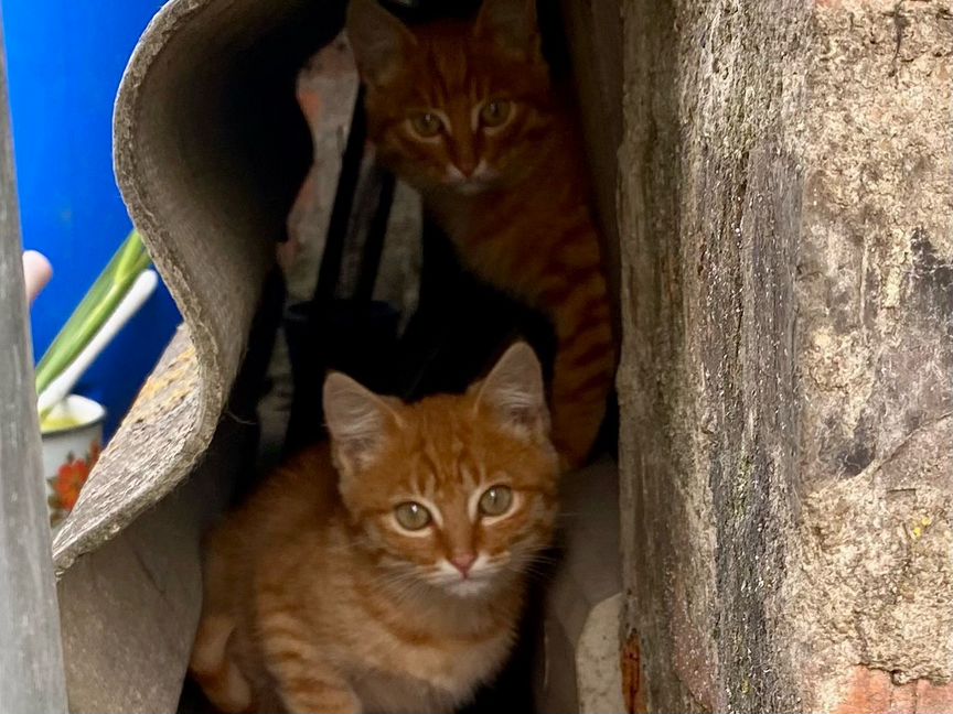 Котята рыжие в дар