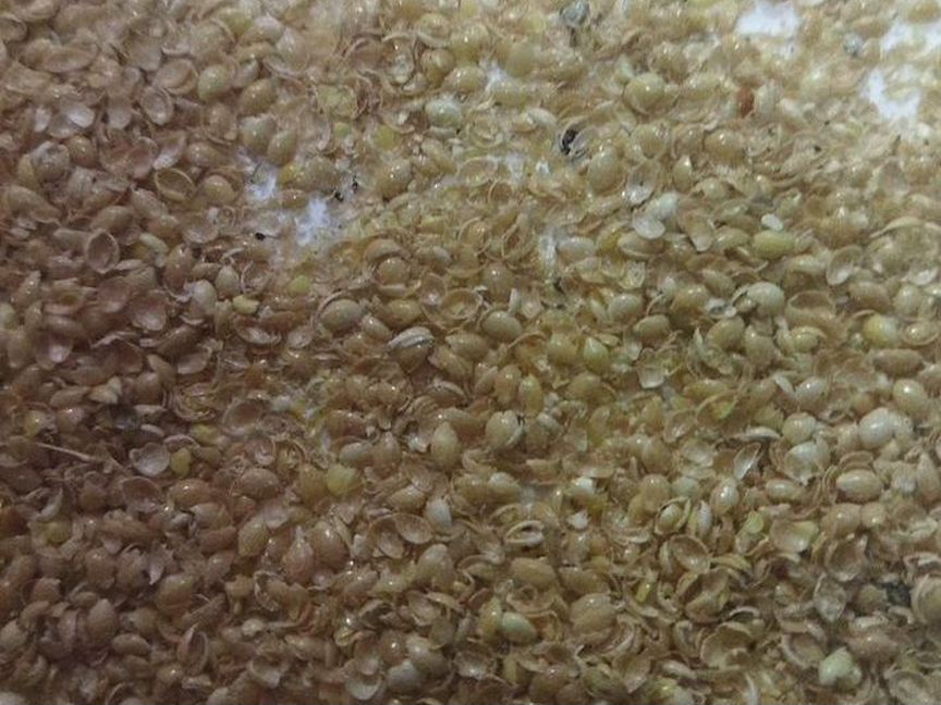 Шелуха просо