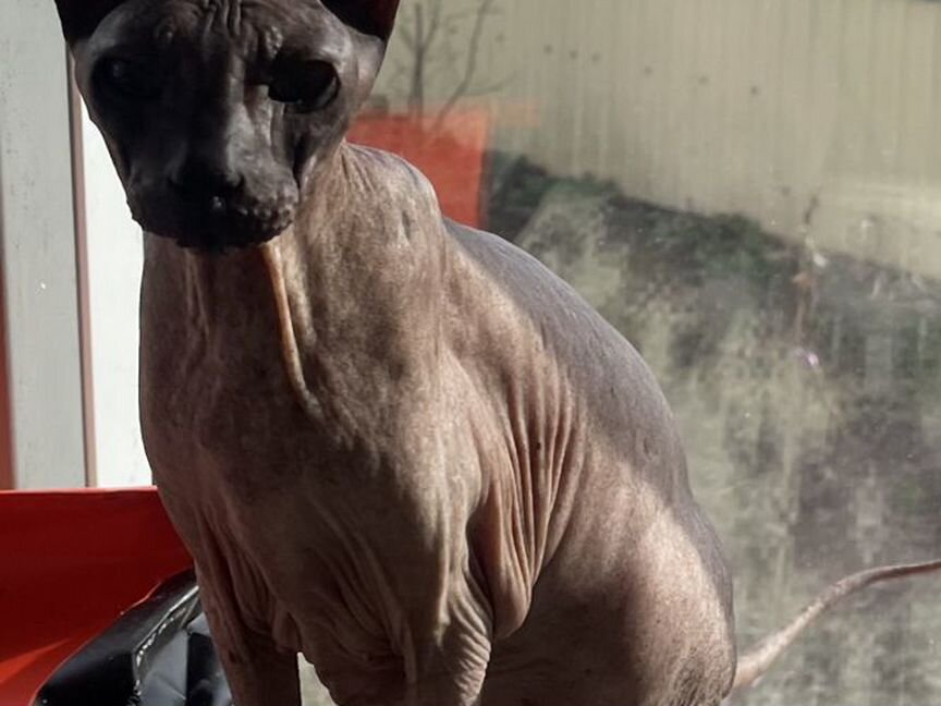 Отдам кошечку лысика в добрые руки